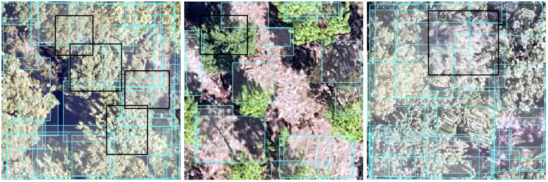 Results 2020 – IDTReeS